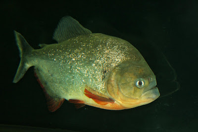 Fish Index: Cariba Piranha (Pyocentrus cariba)