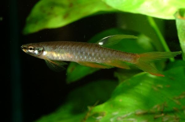 Fish Index: Splash Tetra (Copeina arnoldi)