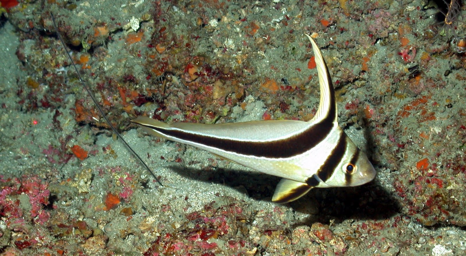 Fish Index: Jackknife Fish (Equetus lanceolatus)