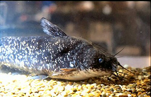 Fish Index: Hornpout (Ameiurus nebulosus)