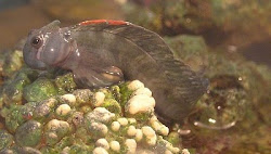 Fish Index: Double Full Red Cockatoo Cichlid (Apistogramma cacatuoides)