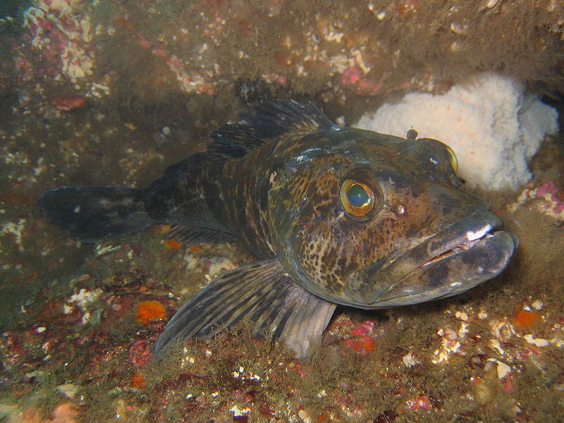 Fish Index: Lingcod (Ophiodon elongatus)