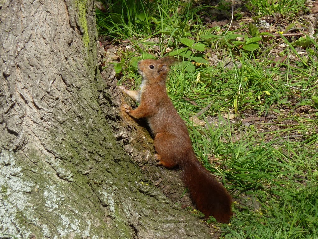Daily Photo in Paris: Parisian squirrel