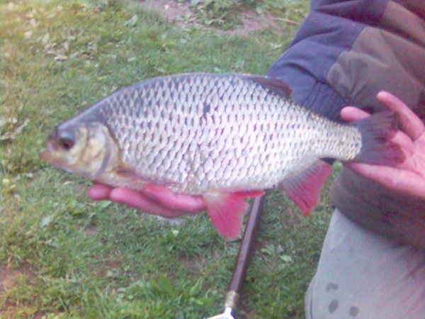 Bishops Bowl Fishery