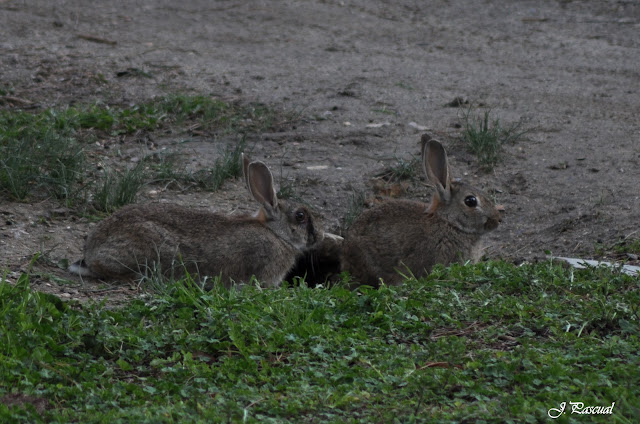fauna y naturaleza: Conejo común (Oryctolagus cuniculus)