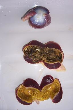 Regular Farmer: The Life and Death of a Mighty Food Chicken