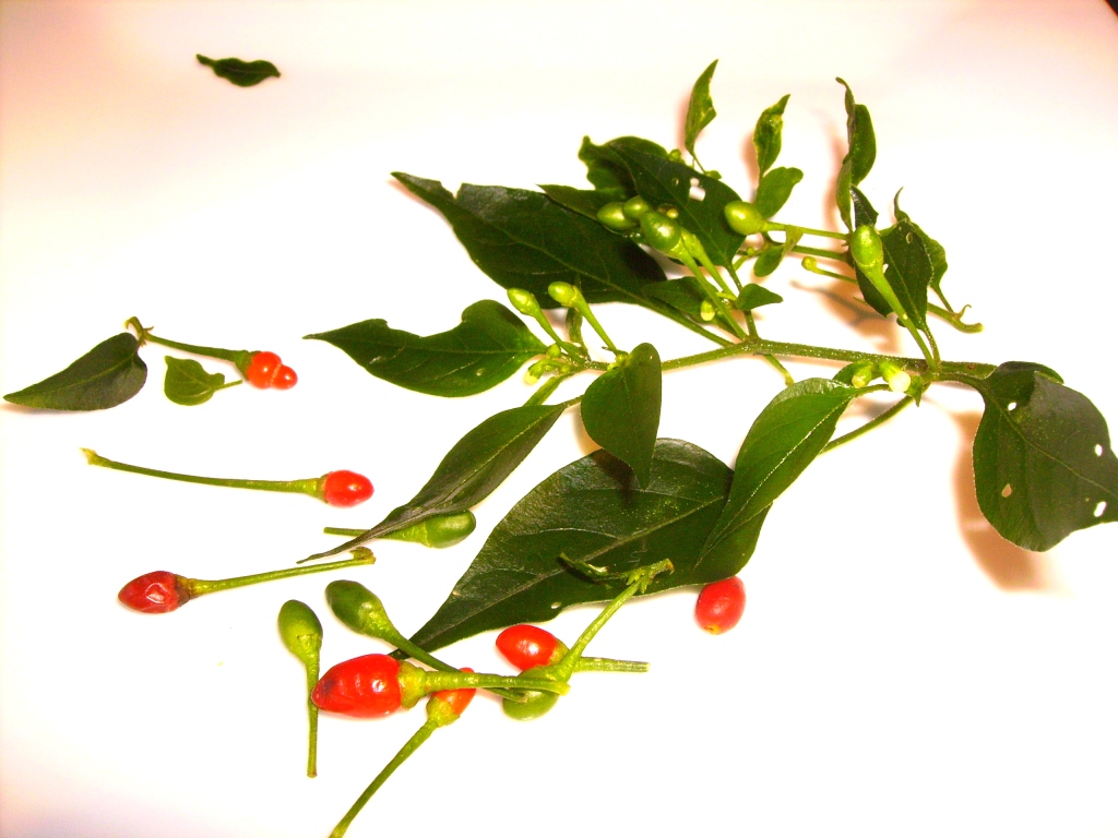 El Fogón de Leña: Chiles.