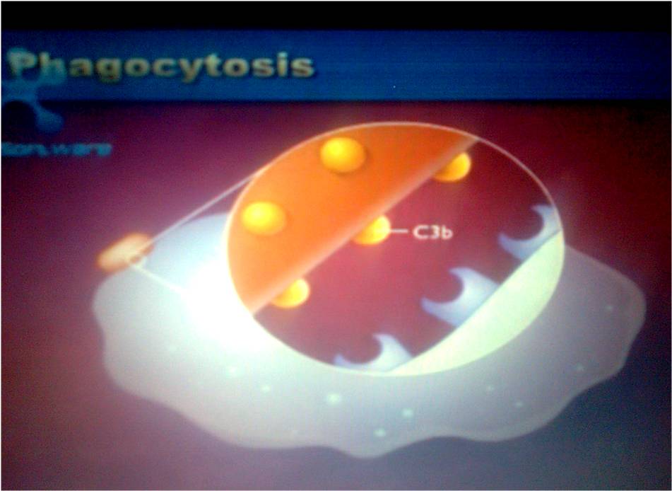 FAGOCITOSIS: Fagocitosis