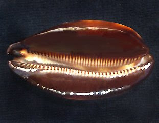 Seashells Of The Philippine Islands