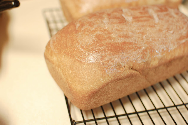 people webs: lace collar and cozy and scarf and bread