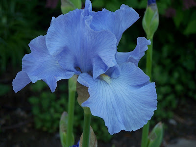 Postcards From the Northwest: Many different Iris colors
