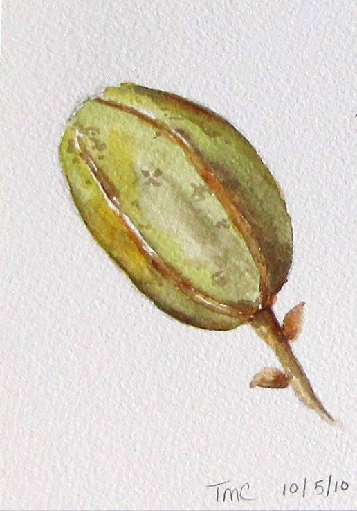 Blueberries, Art and Life: TMC: Pecan in Hull