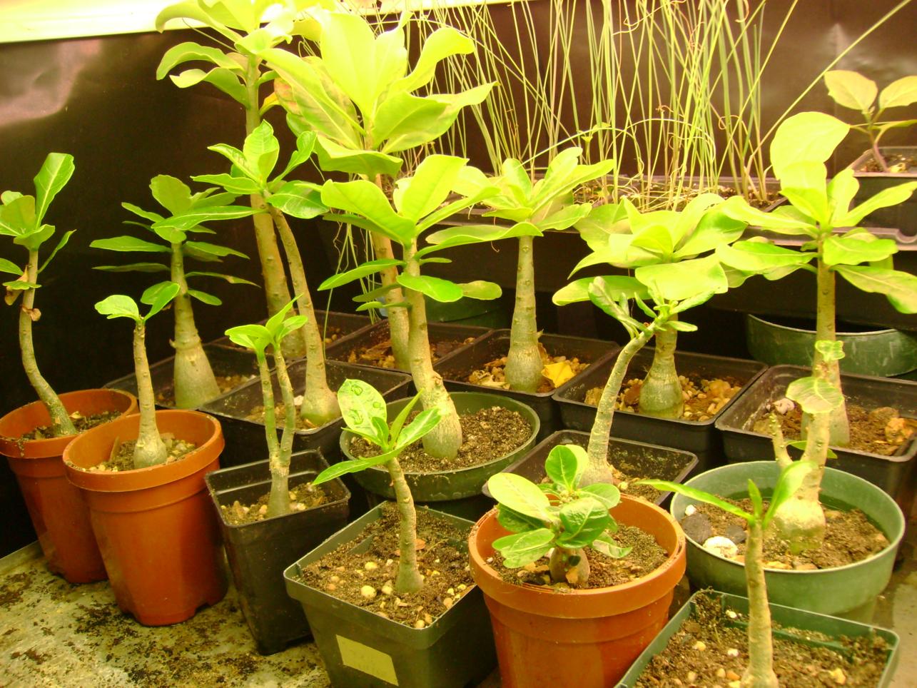 Plant Zone: Adenium arabicum Update IX (228 Days) Mega Transplant!