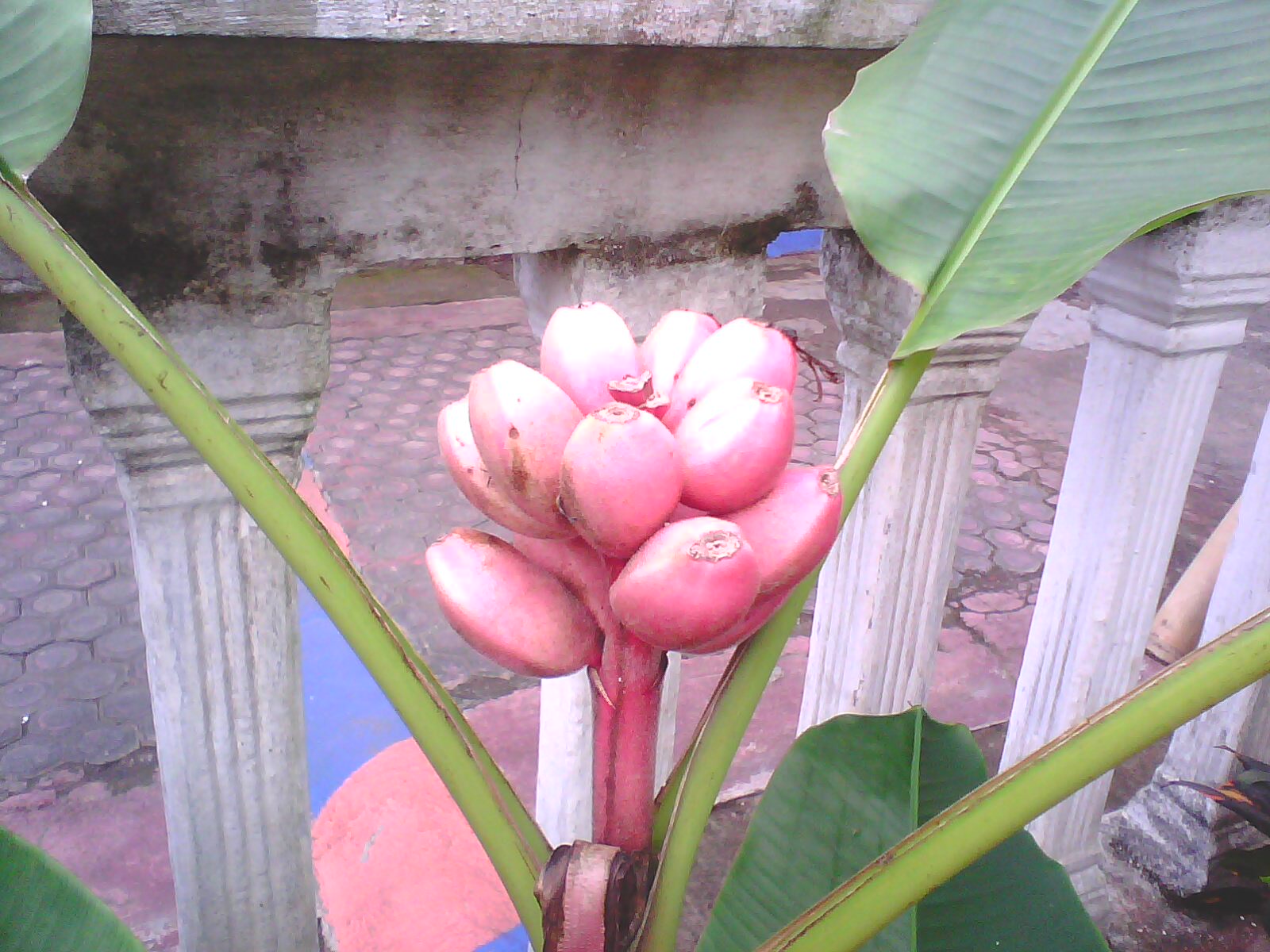 BEKAKAS BARANG LAWAS: PISANG SONGGO LANGIT