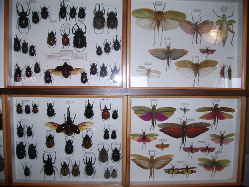 Cum se face un insectar scolar - Insectare cu fluturi