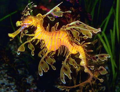 light color sound: sea dragon