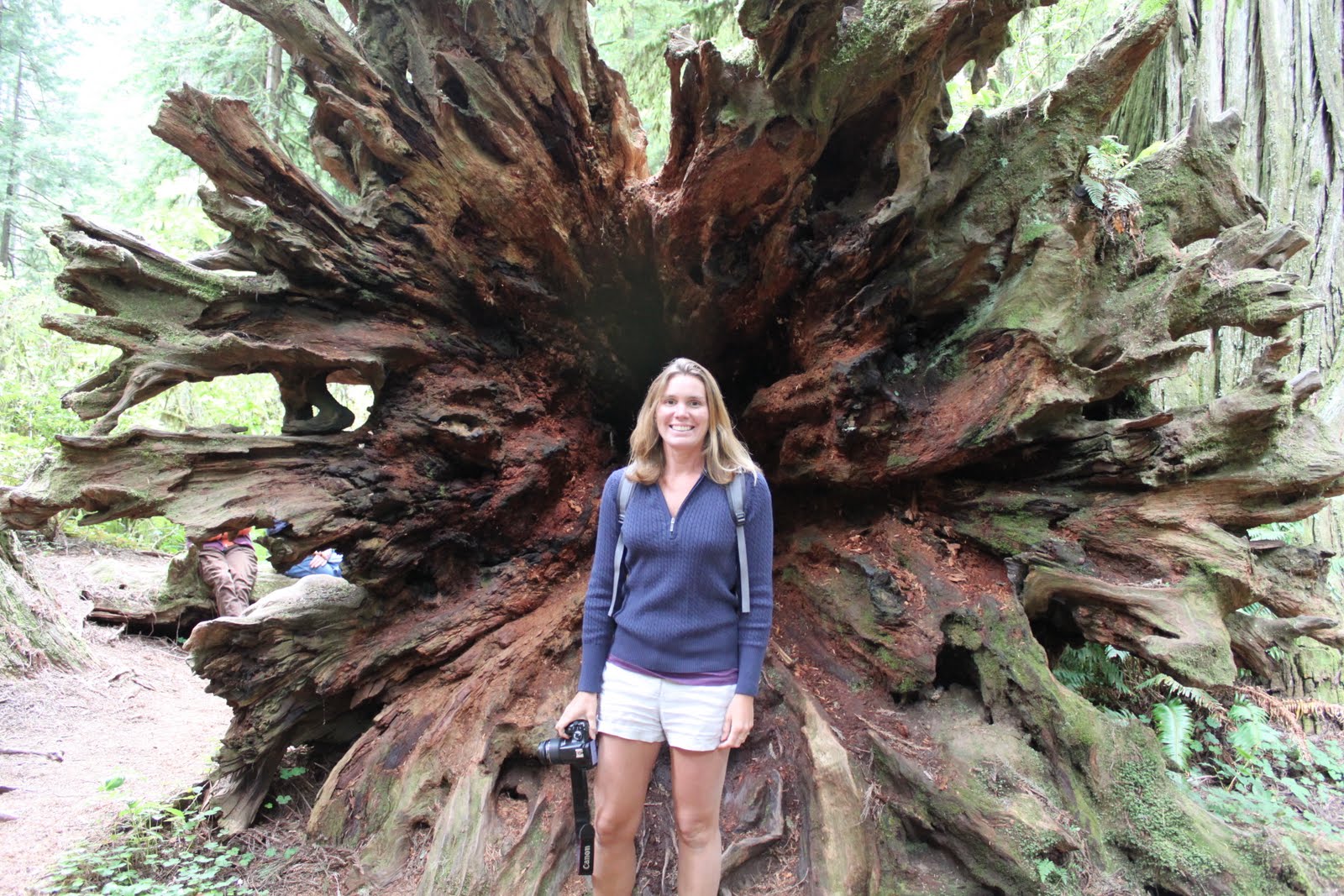 Travels' in the 'Lead-Sled' and Beyond -: Oregon to California Redwood ...