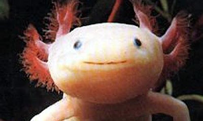 Noel: OLM - a very cute Human Fish