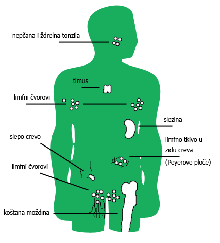 JAČANJE IMUNITETA ORGANIZMA: Koji su organi imunog sistema