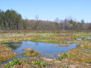 Hiking the Hills: Cranesville Swamp