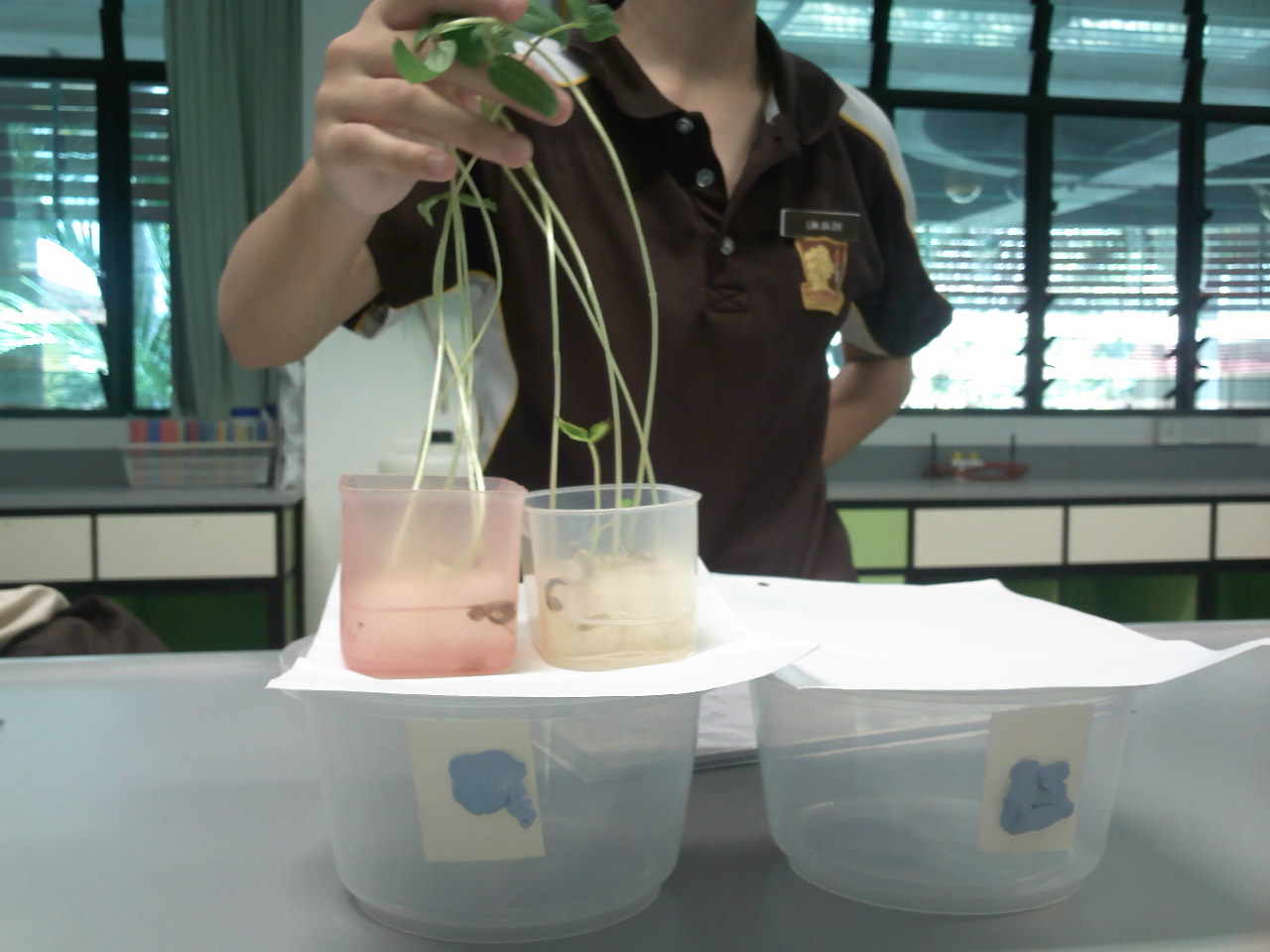 HYDROPONICS: Experiment