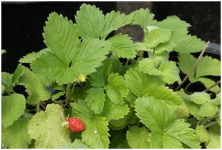 Seres Vivos VS Sociedade: Morangueiro (Fragaria vesca)