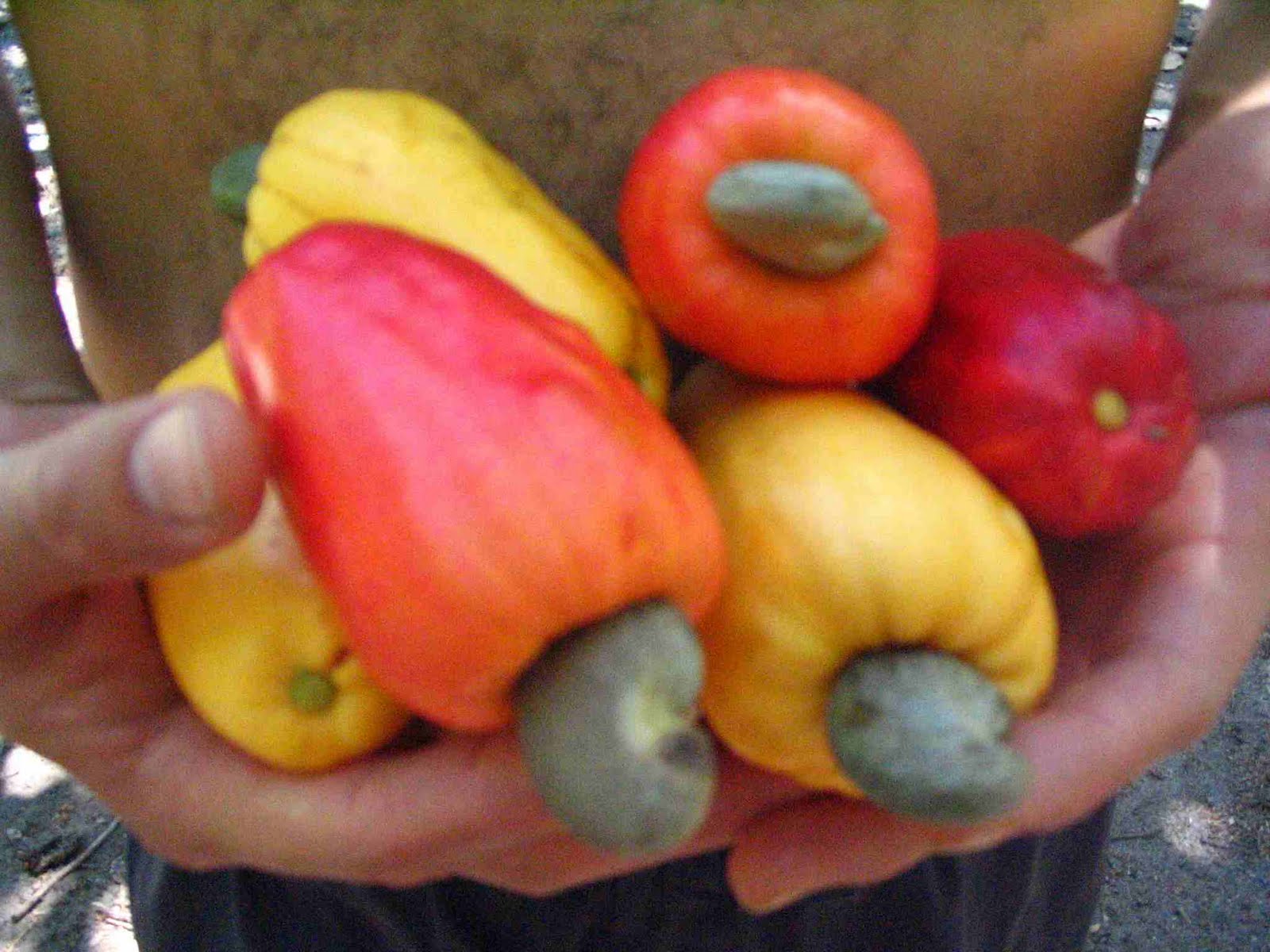 The International Year of Biodiversity - 2010: Kaju Puhulam: Fading ...