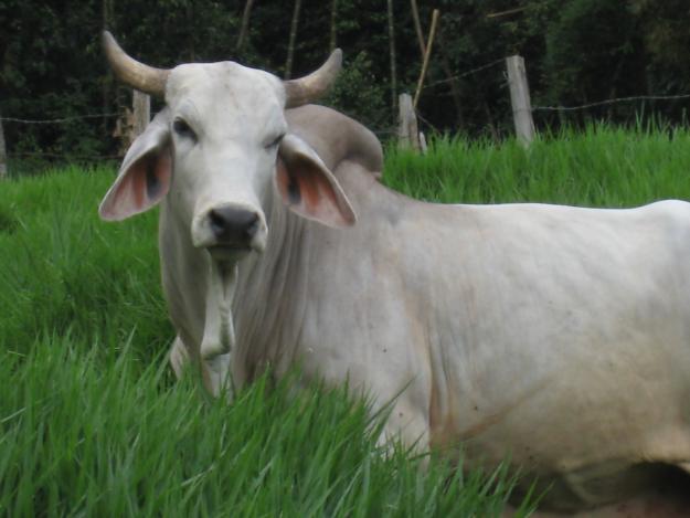 Imagenes de toros cebu - Imagui