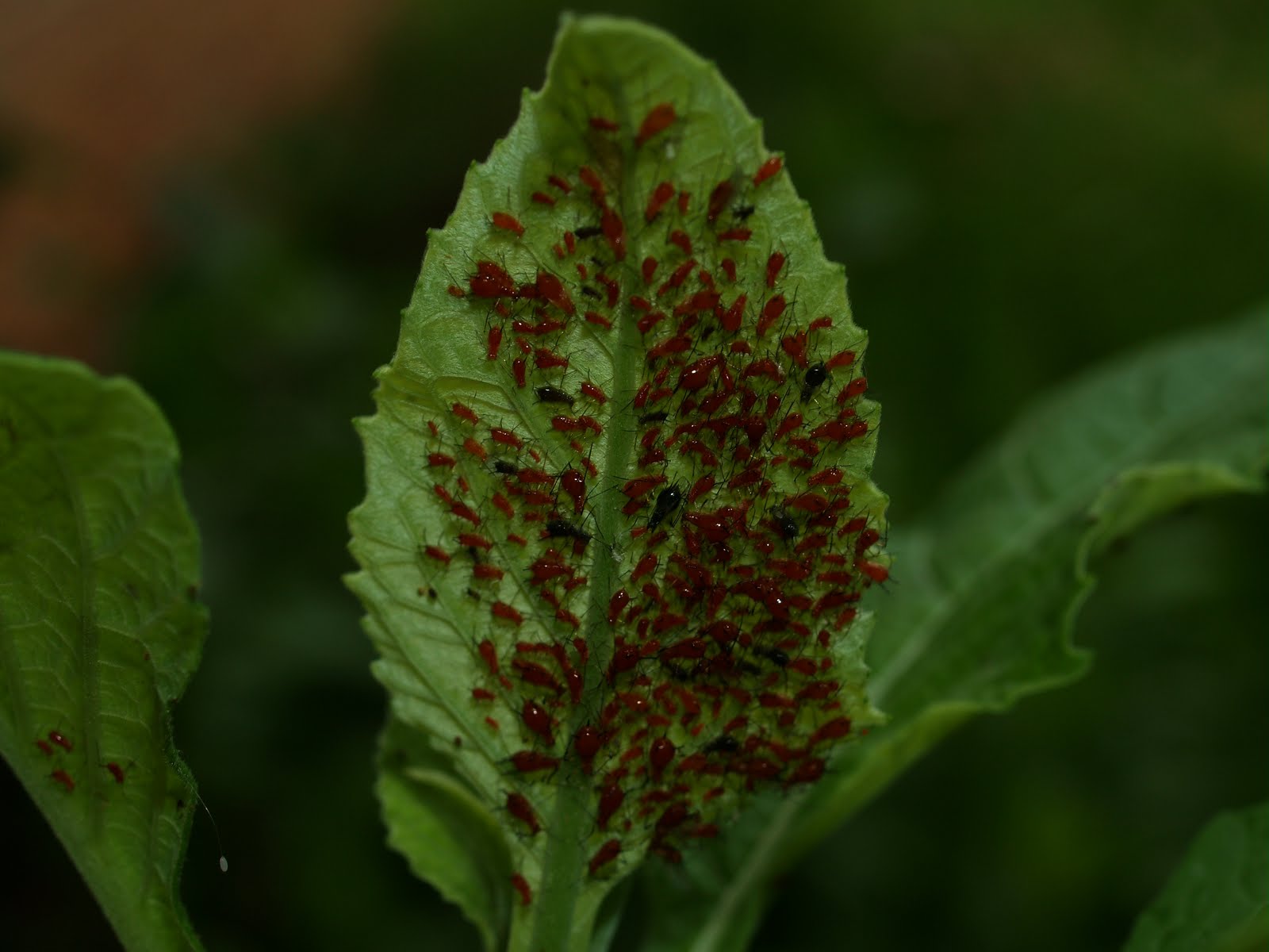 Red Aphid