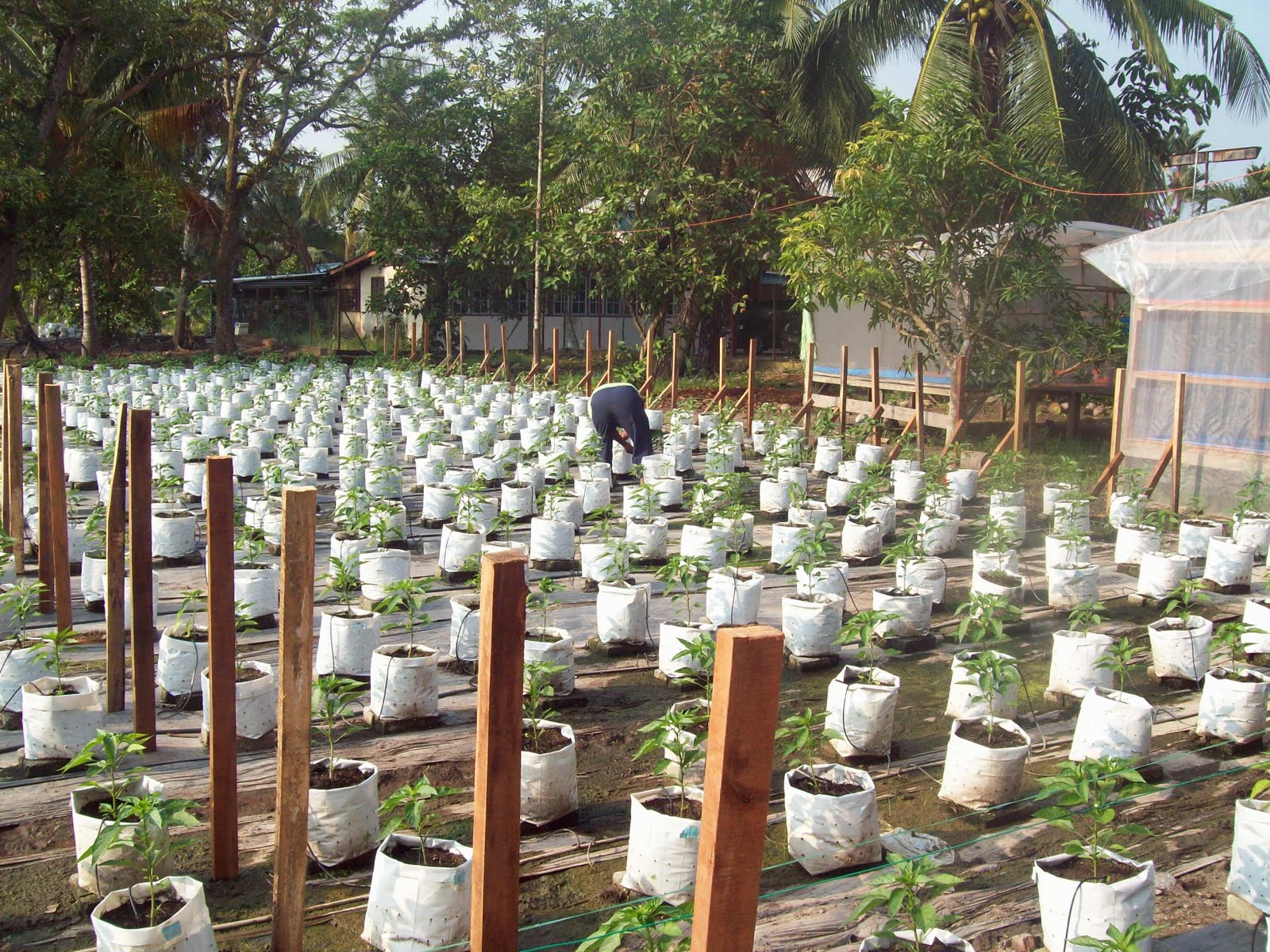 GREEN AGRO WORLD: Sejenak Meninjau Ladang Usahasama Tanaman Cili Secara ...