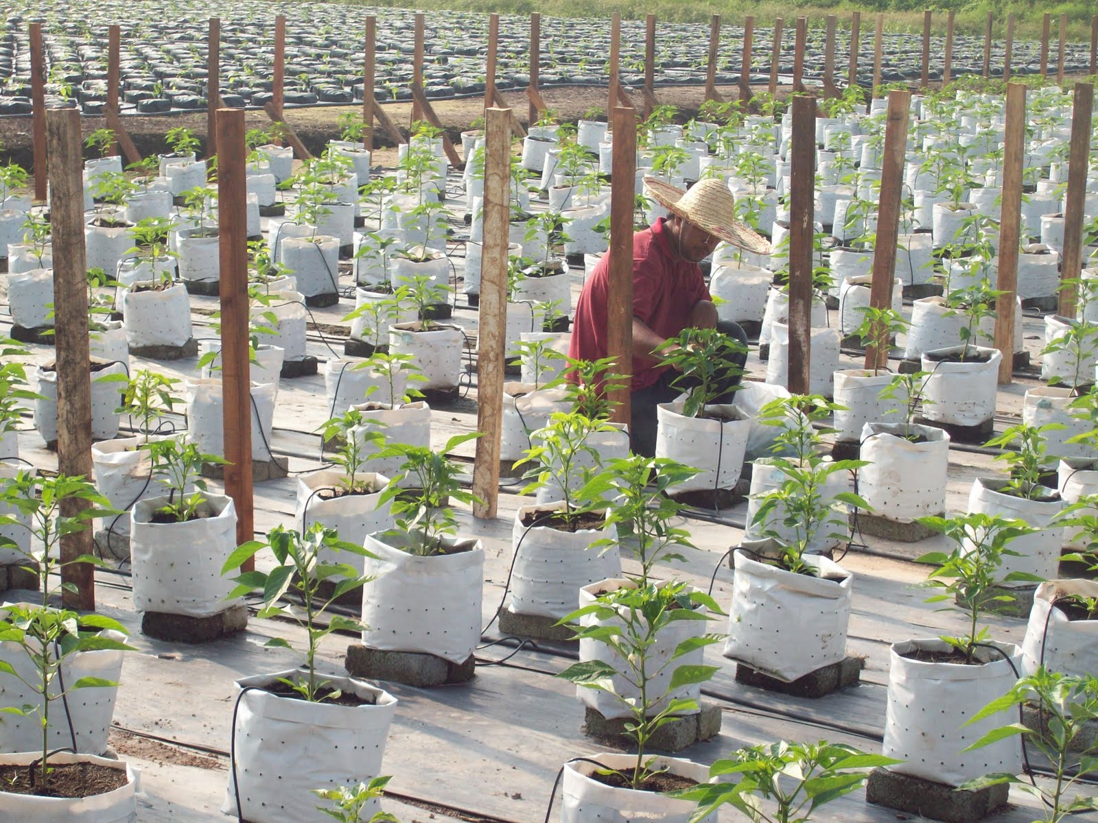 GREEN AGRO WORLD: Sejenak Meninjau Ladang Usahasama Tanaman Cili Secara ...