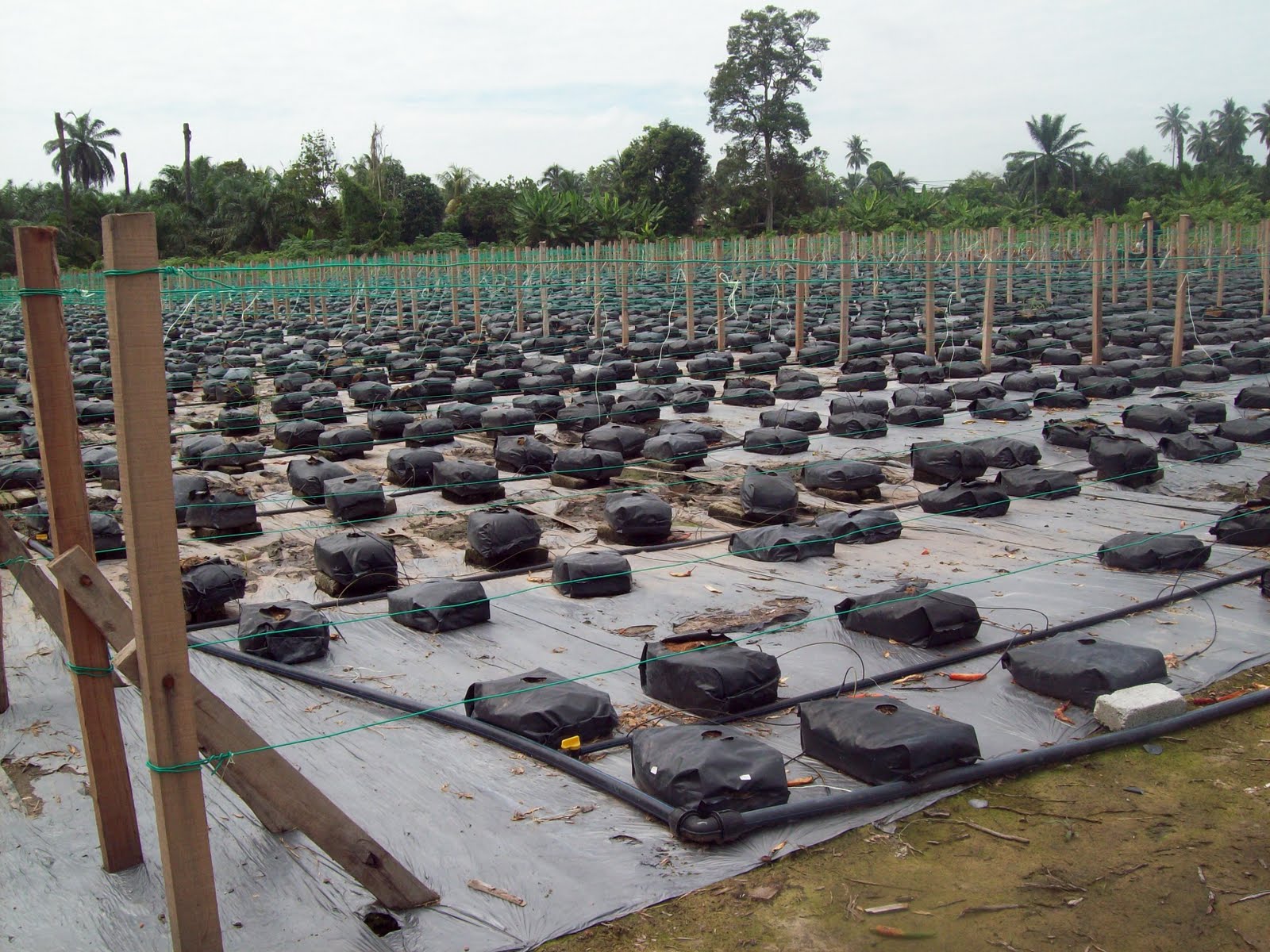 GREEN AGRO WORLD: Sejenak Meninjau Ladang Usahasama Tanaman Cili Secara ...