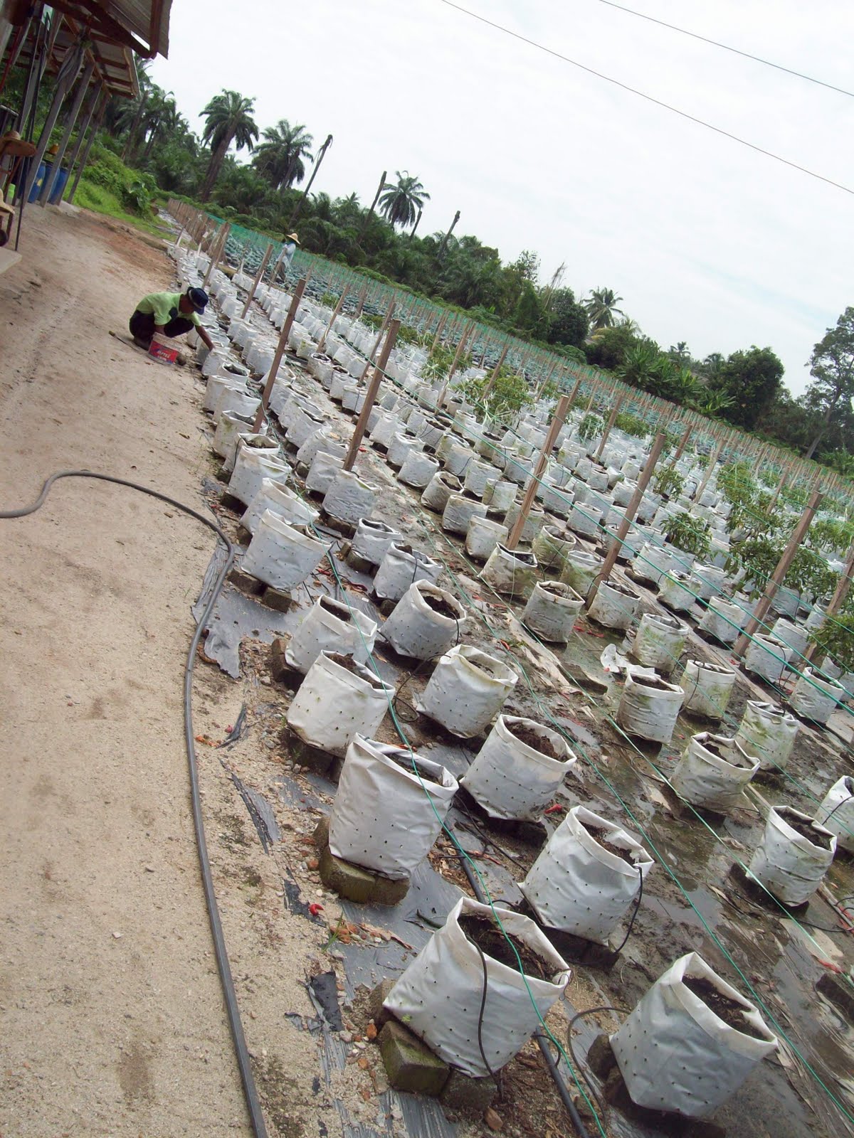 GREEN AGRO WORLD: Sejenak Meninjau Ladang Usahasama Tanaman Cili Secara ...