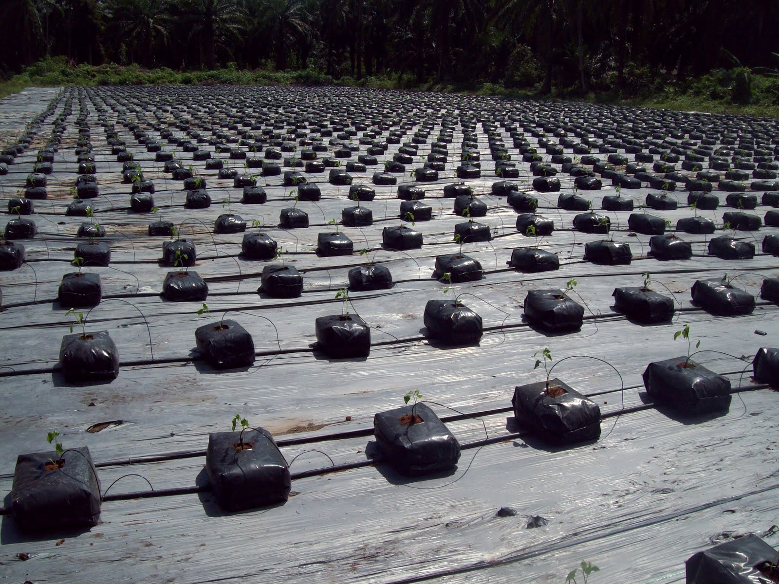 GREEN AGRO WORLD: Sejenak Meninjau Ladang Usahasama Tanaman Cili Secara ...