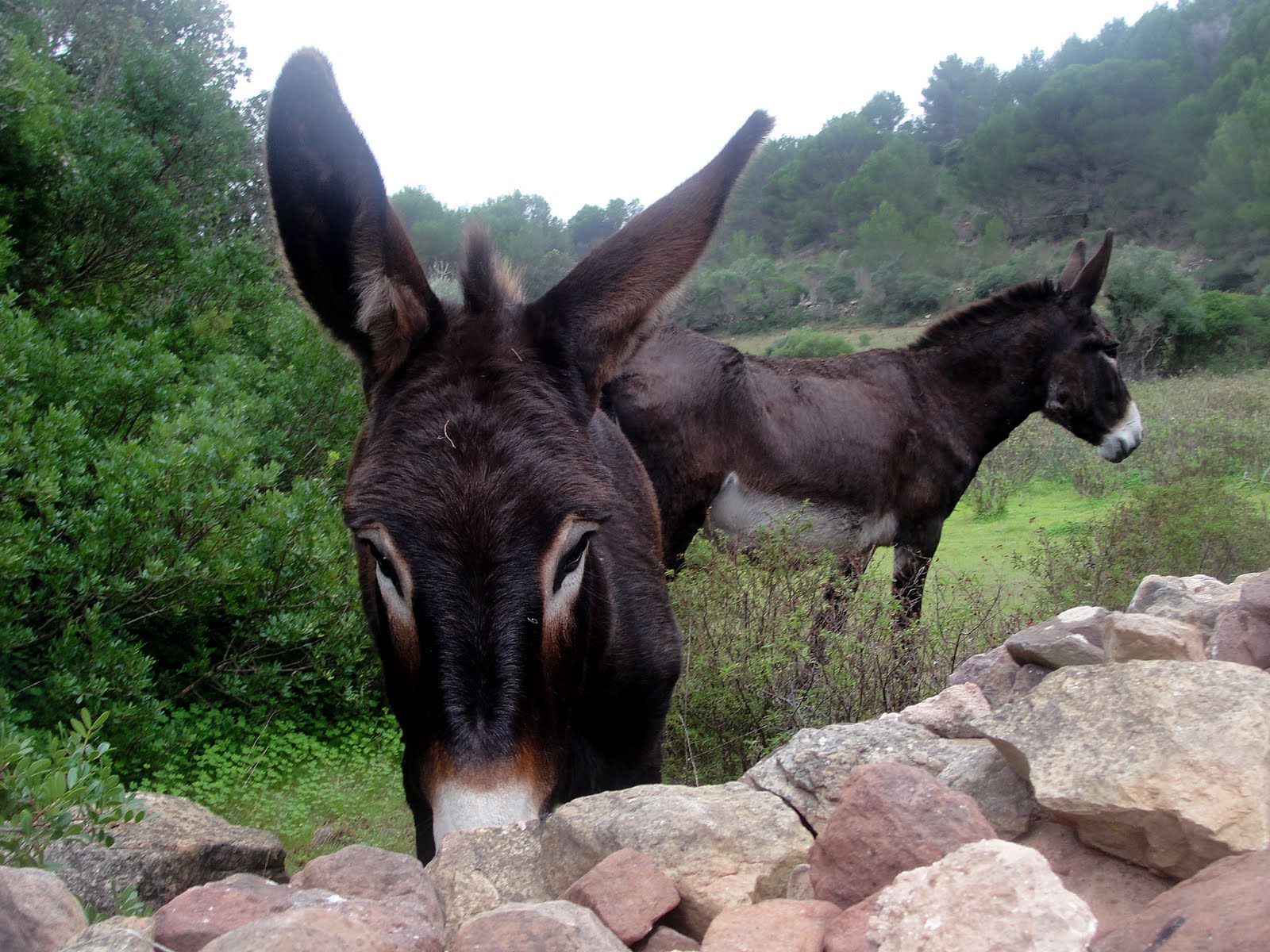 imatges de menorca: FAUNA DE MENORCA (I)