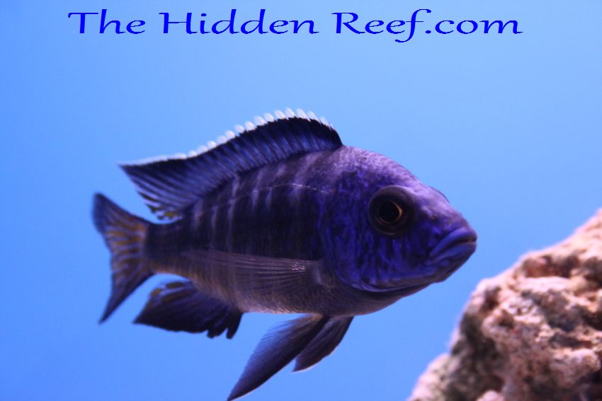 The Hidden Reef