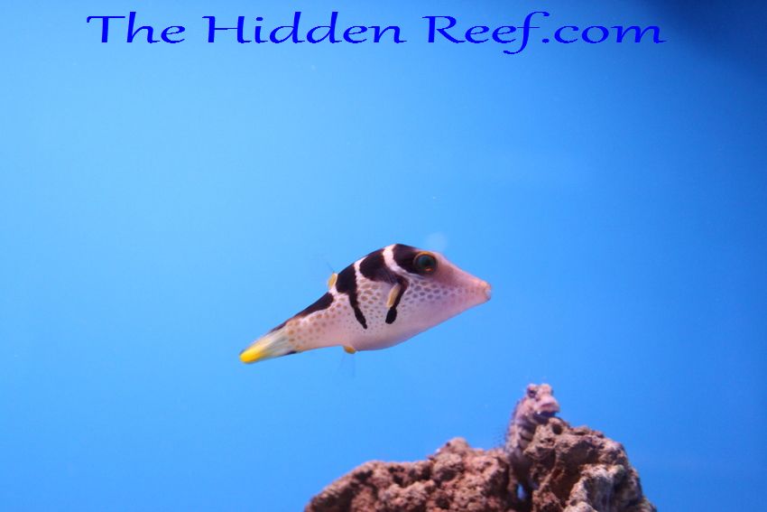 The Hidden Reef