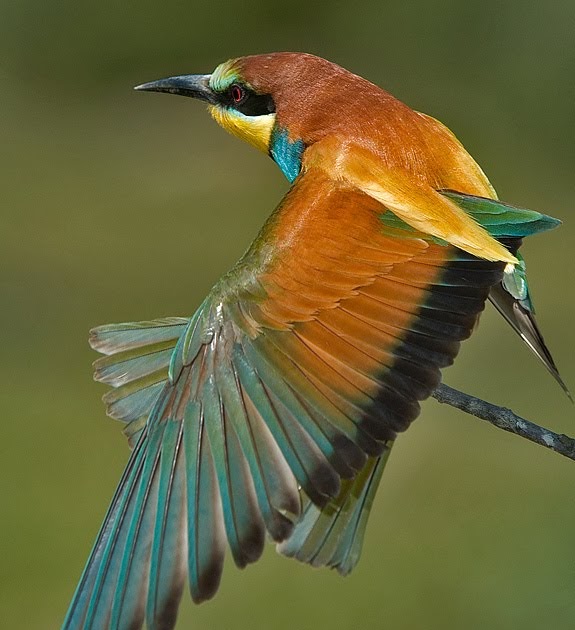 Conhecendo os Animais: Aves Coraciiformes