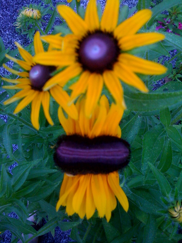 Plant Preview: Cresting or Fasciation - One of Nature's Conceits