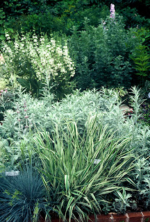 Plant Preview: Silver Sage, Salvia argentea in the Garden