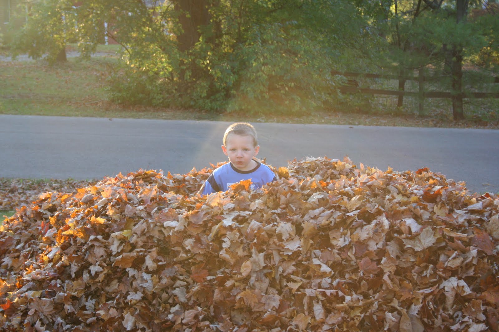 Life on Forestdale: Largest Leaf Pile in the World