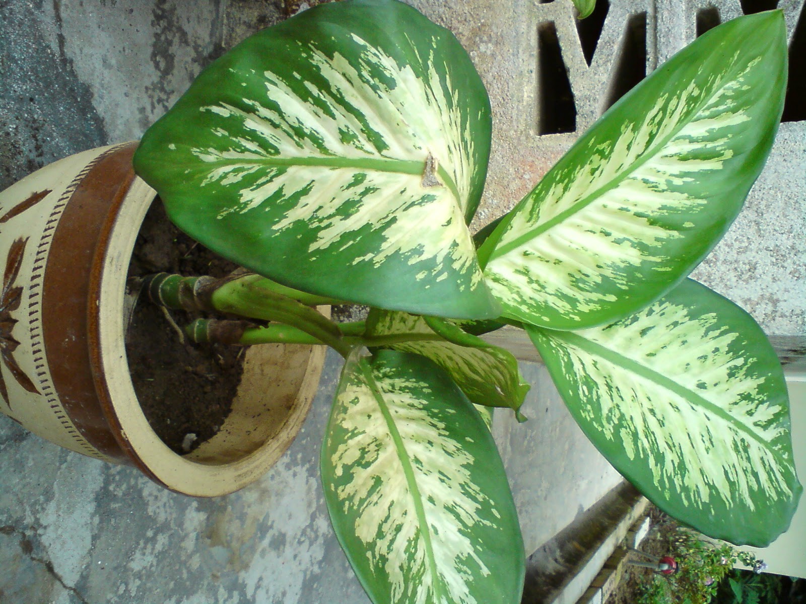 Jom Tanam Bunga: Pokok Keladi