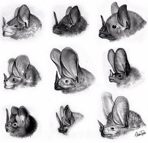 Bio UESC Ibicuí: A devastação da Mata Atlântica e o Phylloderma stenops