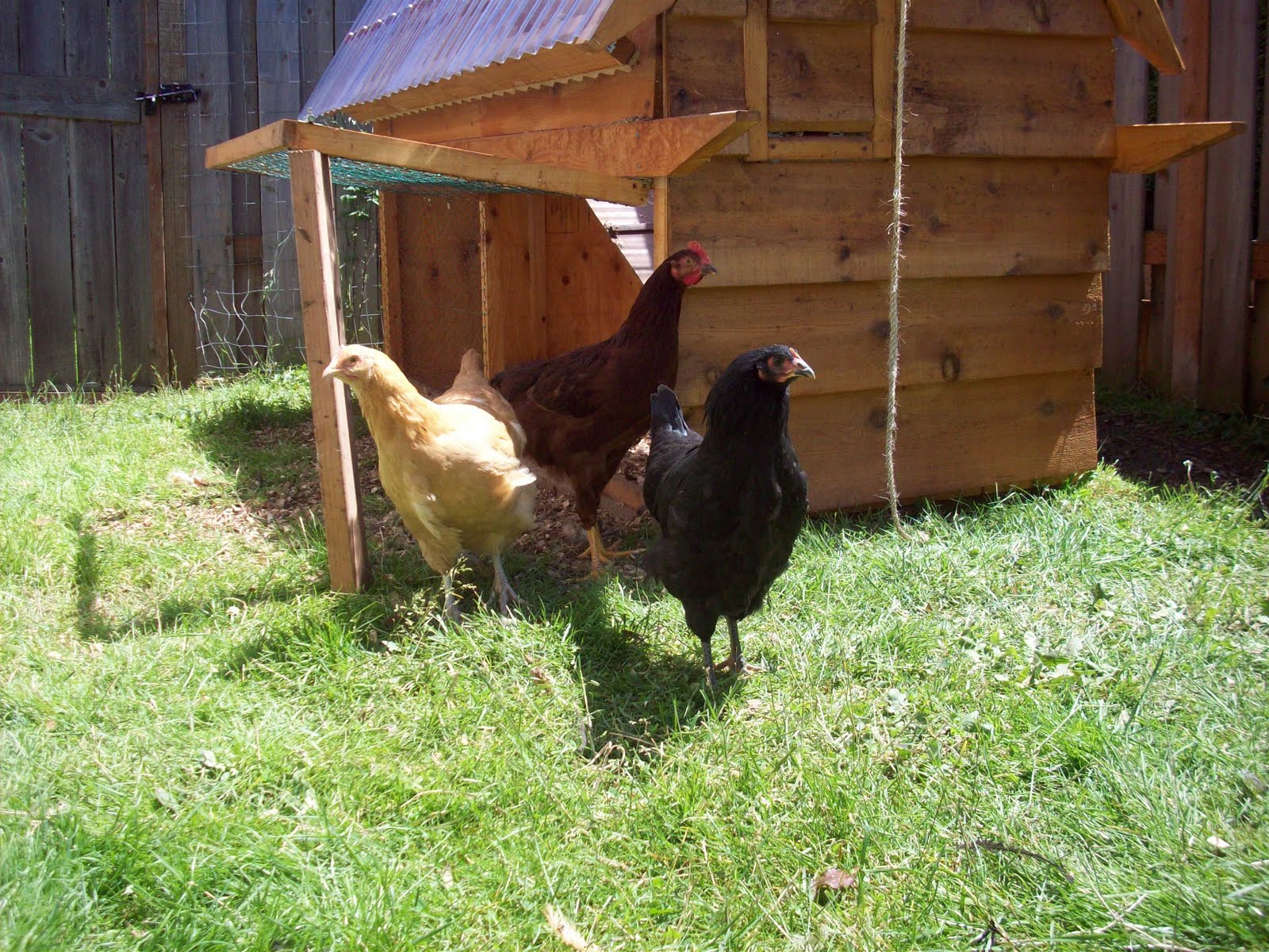 Briggs St. Garden: 3 Month old chickens.