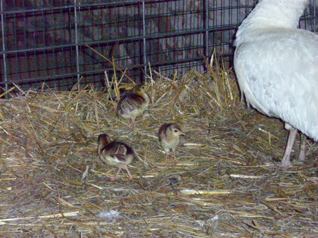 Mulberry Lane Farm: White Peahen has Five!