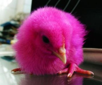 PakMixBrazil: Minha breve historia com o Pinto!