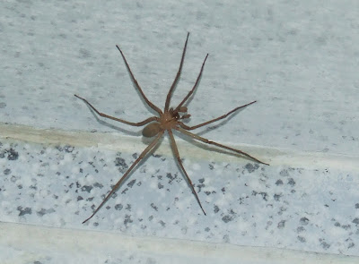 Loxosceles laeta (Nicolet, 1849) ~ La Ruta del Bichólogo