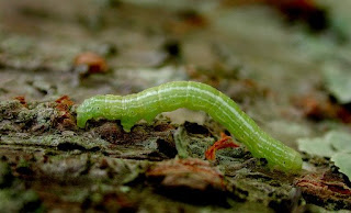 Lando the Lost: Cank Salad