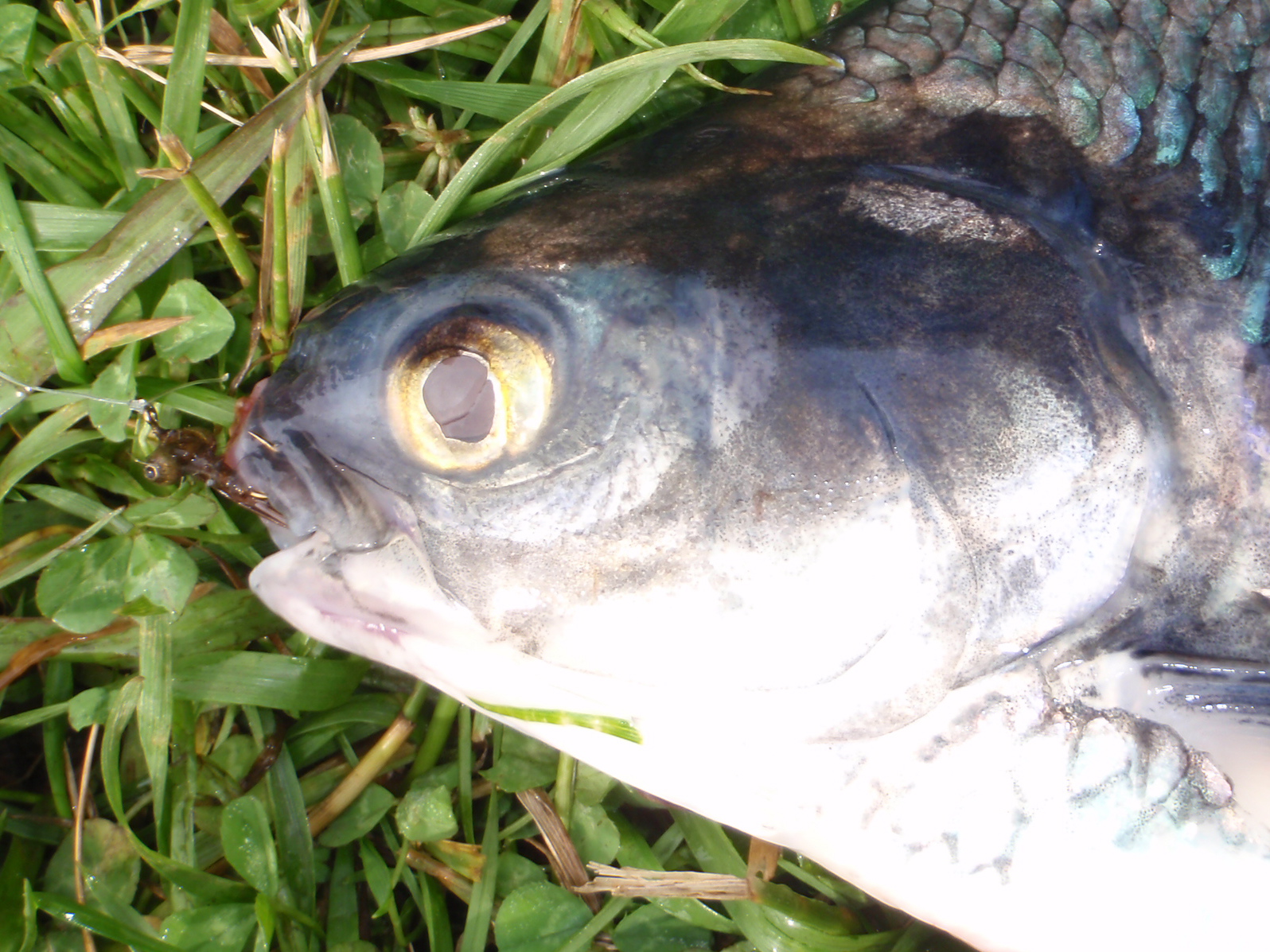The Jersey Angler: Gizzard Shad