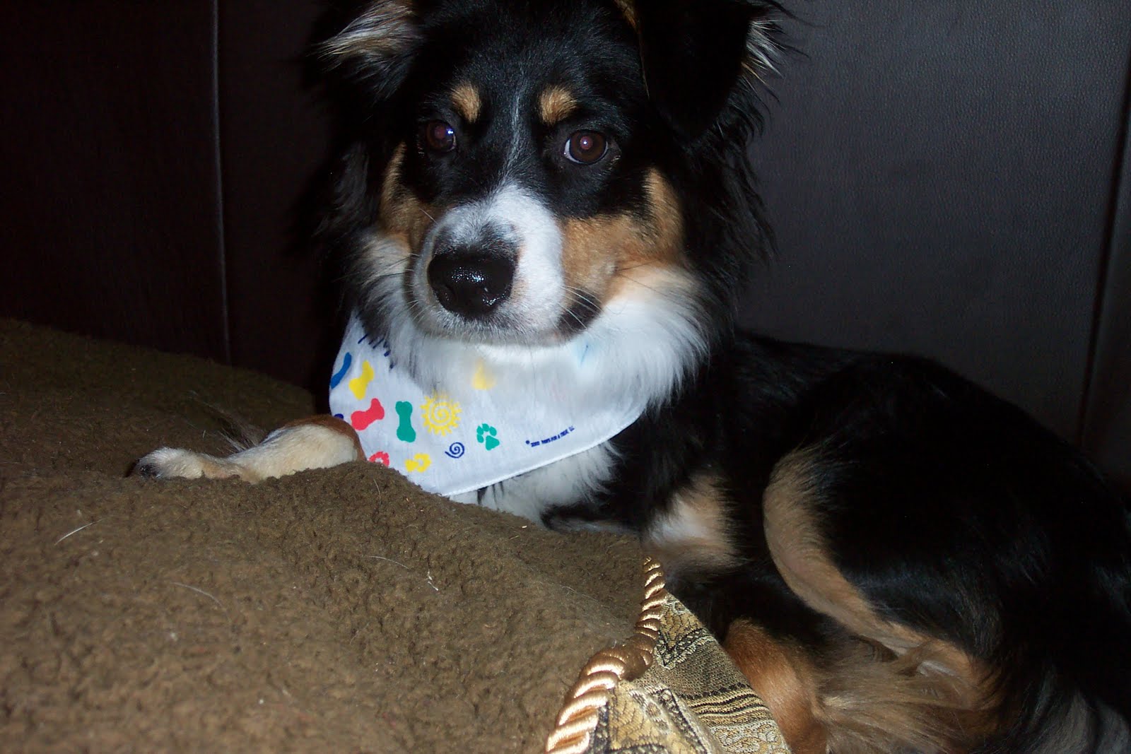 Our Mini Australian Shepherd: ~♥~**~HAPPY BIRTHDAY, BANDIT!~**~♥~